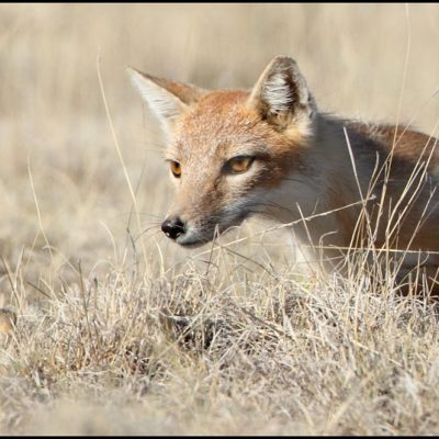 Swift Fox - Hinterland Who's Who