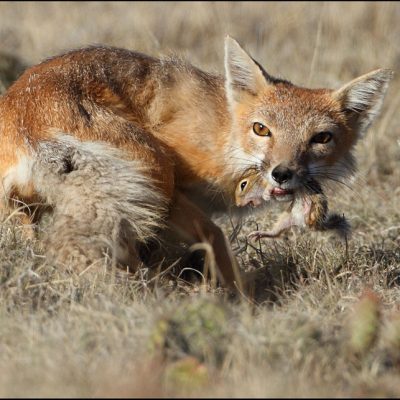Swift Fox - Hinterland Who's Who