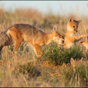Swift Fox - Hinterland Who's Who