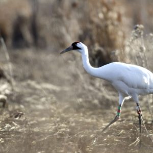 Whooping Crane - Hinterland Who's Who