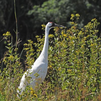 Whooping Crane - Hinterland Who's Who
