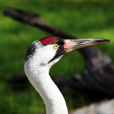 Whooping Crane - Hinterland Who's Who