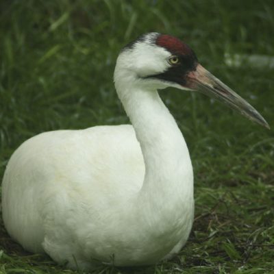 Whooping Crane - Hinterland Who's Who