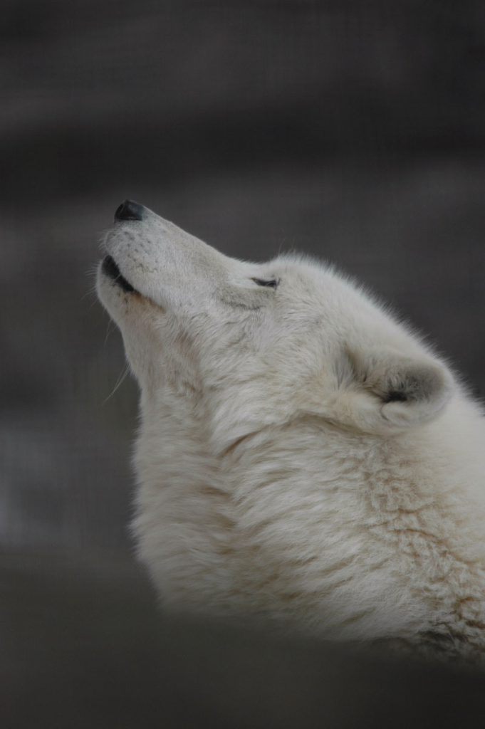 Le loup - Hinterland Who's Who