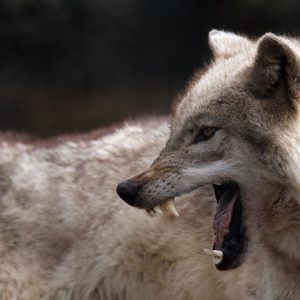 Wolf - Hinterland Who's Who