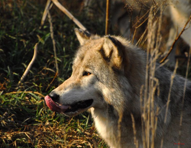 Le loup - Hinterland Who's Who