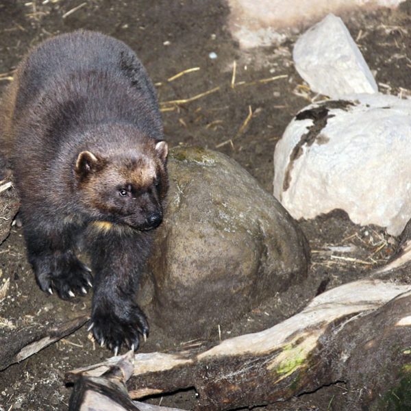 Wolverine - Hinterland Who's Who