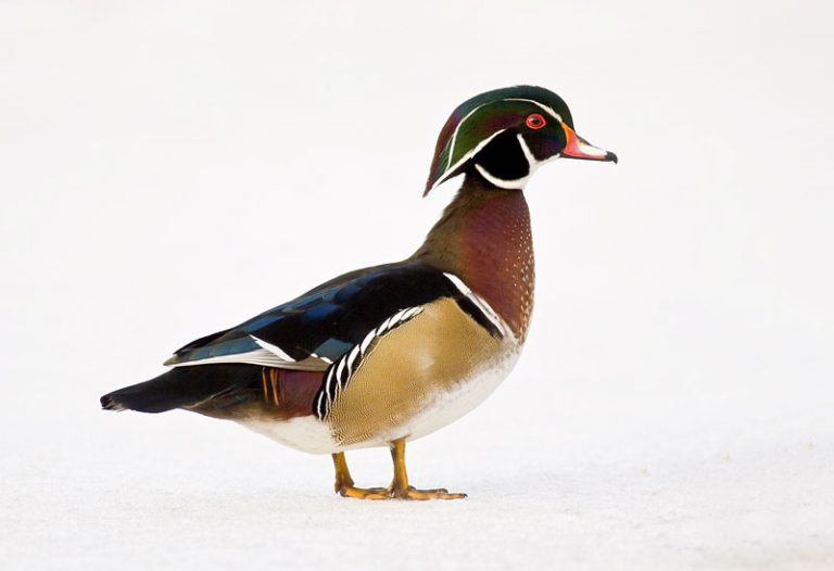 Le Canard branchu - Hinterland Who's Who