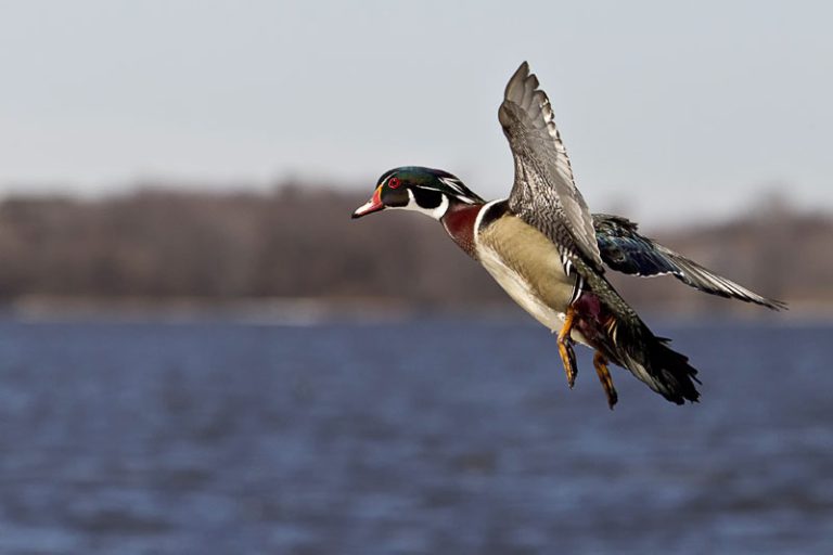 Le Canard branchu - Hinterland Who's Who