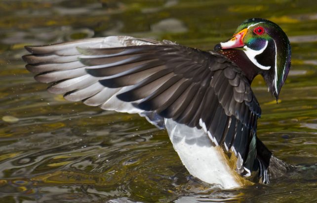 Wood Duck - Hinterland Who's Who