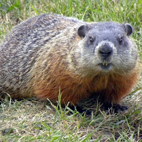 Woodchuck - Hinterland Who's Who