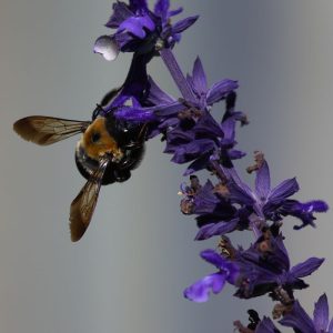 Bumble Bee - Hinterland Who's Who