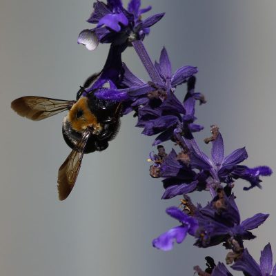 Bumble Bee - Hinterland Who's Who