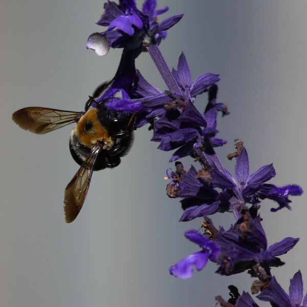 Bumble Bee - Hinterland Who's Who