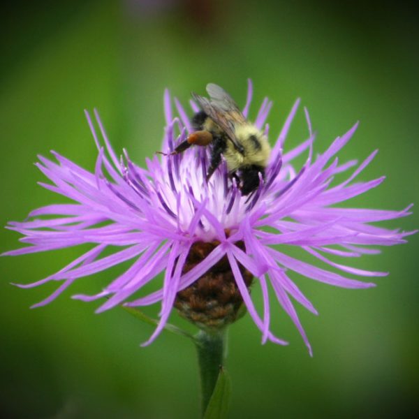 Bumble Bee - Hinterland Who's Who