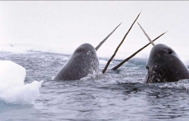 Narwhal - Hinterland Who's Who