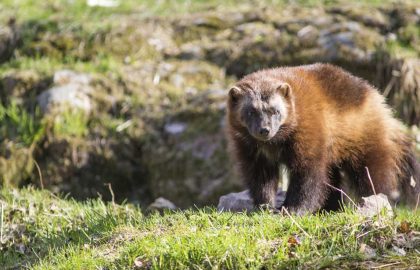 Wolverine - Hinterland Who's Who