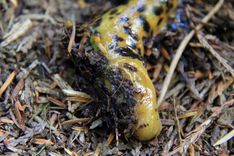 La forêt pluviale côtière du Canada - Hinterland Who's Who