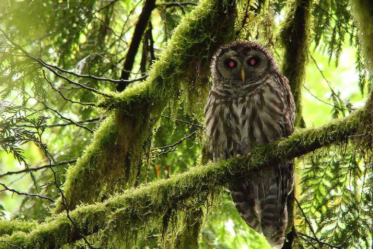 La forêt pluviale côtière du Canada - Hinterland Who's Who