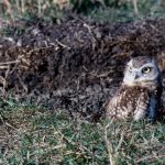 Species at Risk in Canada - Hinterland Who's Who