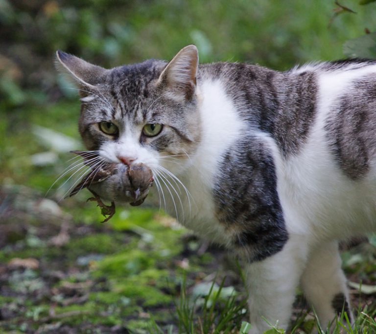 Les espèces exotiques envahissantes au Canada - Hinterland Who's Who