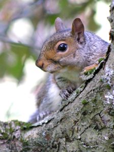 Les espèces exotiques envahissantes au Canada - Hinterland Who's Who