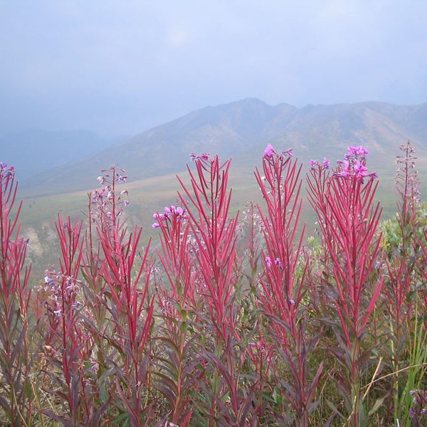 Environment Canada's Protected Areas Network - Hinterland Who's Who