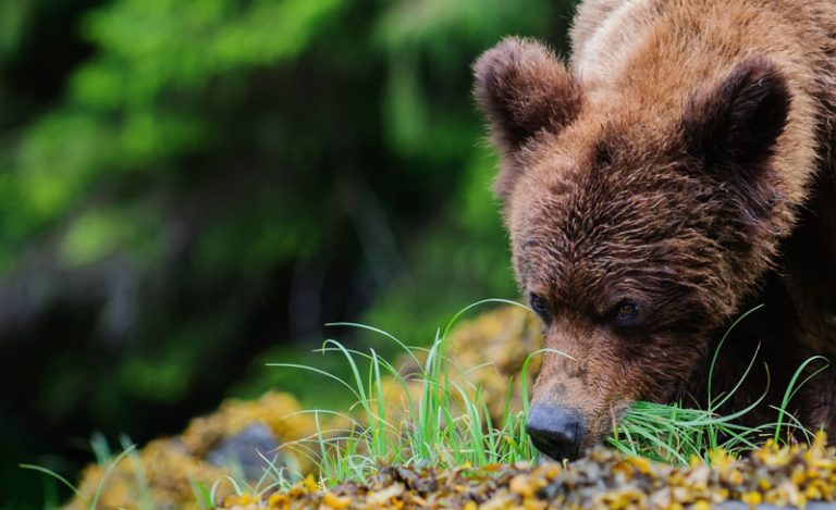 La forêt pluviale côtière du Canada - Hinterland Who's Who
