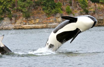 Killer Whale - Hinterland Who's Who