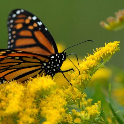 Species at Risk in Canada - Hinterland Who's Who