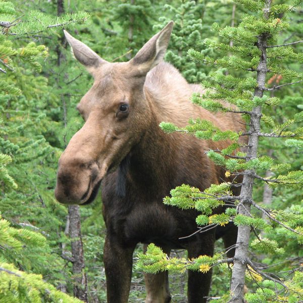 Invasive Alien Species in Canada - Hinterland Who's Who