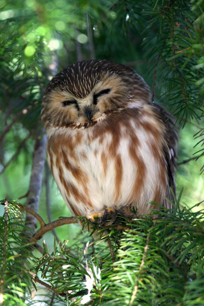 Nichoirs à oiseaux - Hinterland Who's Who