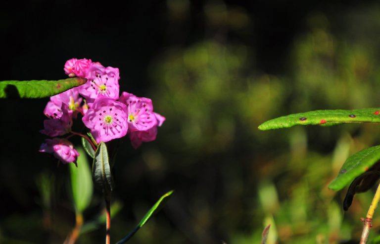 Les tourbières du Canada - Hinterland Who's Who