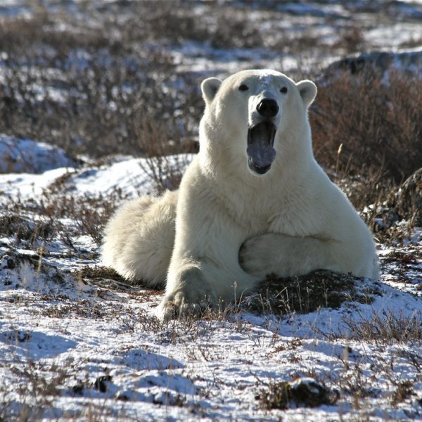Species at Risk in Canada - Hinterland Who's Who