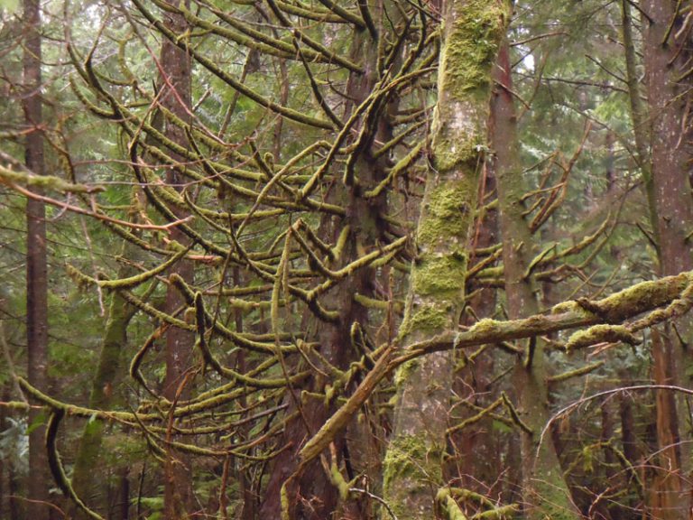 La forêt pluviale côtière du Canada - Hinterland Who's Who
