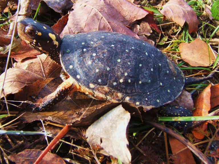 Les tourbières du Canada - Hinterland Who's Who