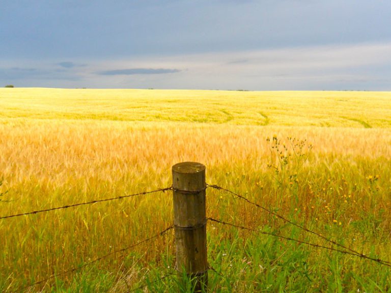 Les espèces exotiques envahissantes au Canada - Hinterland Who's Who