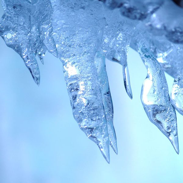 Wildlife in Winter - Hinterland Who's Who