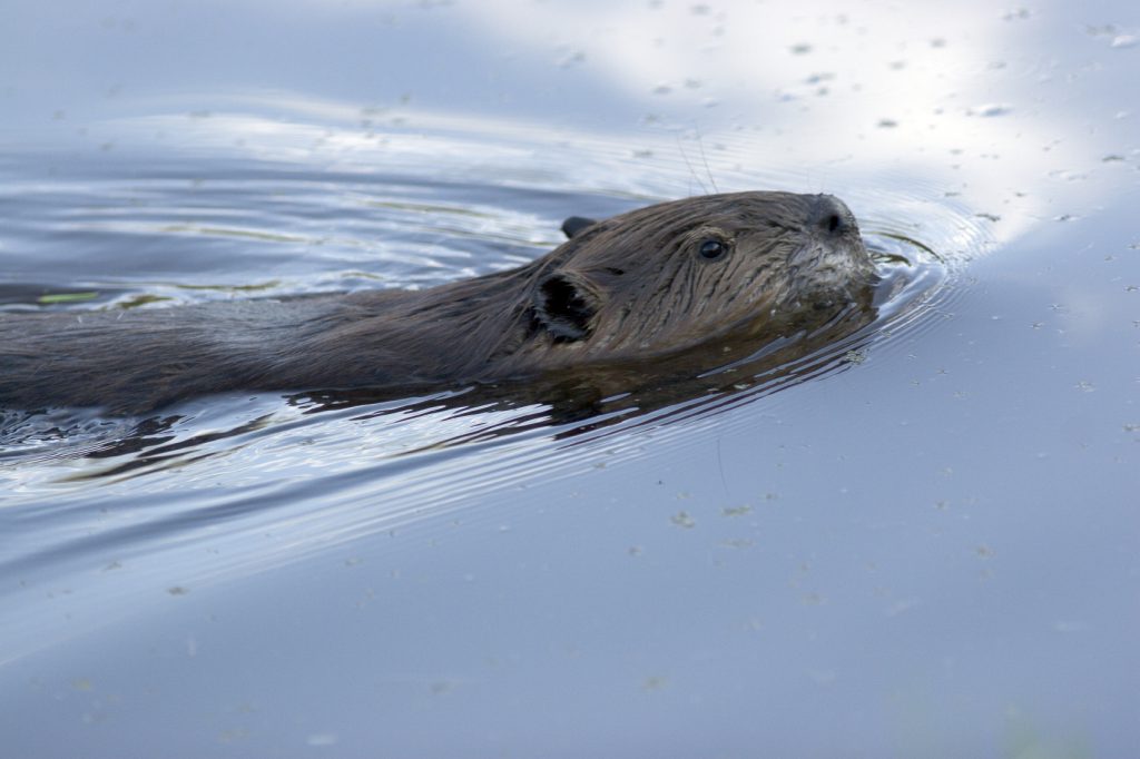 New HWW webisode discovers biodiversity! - Hinterland Who's Who