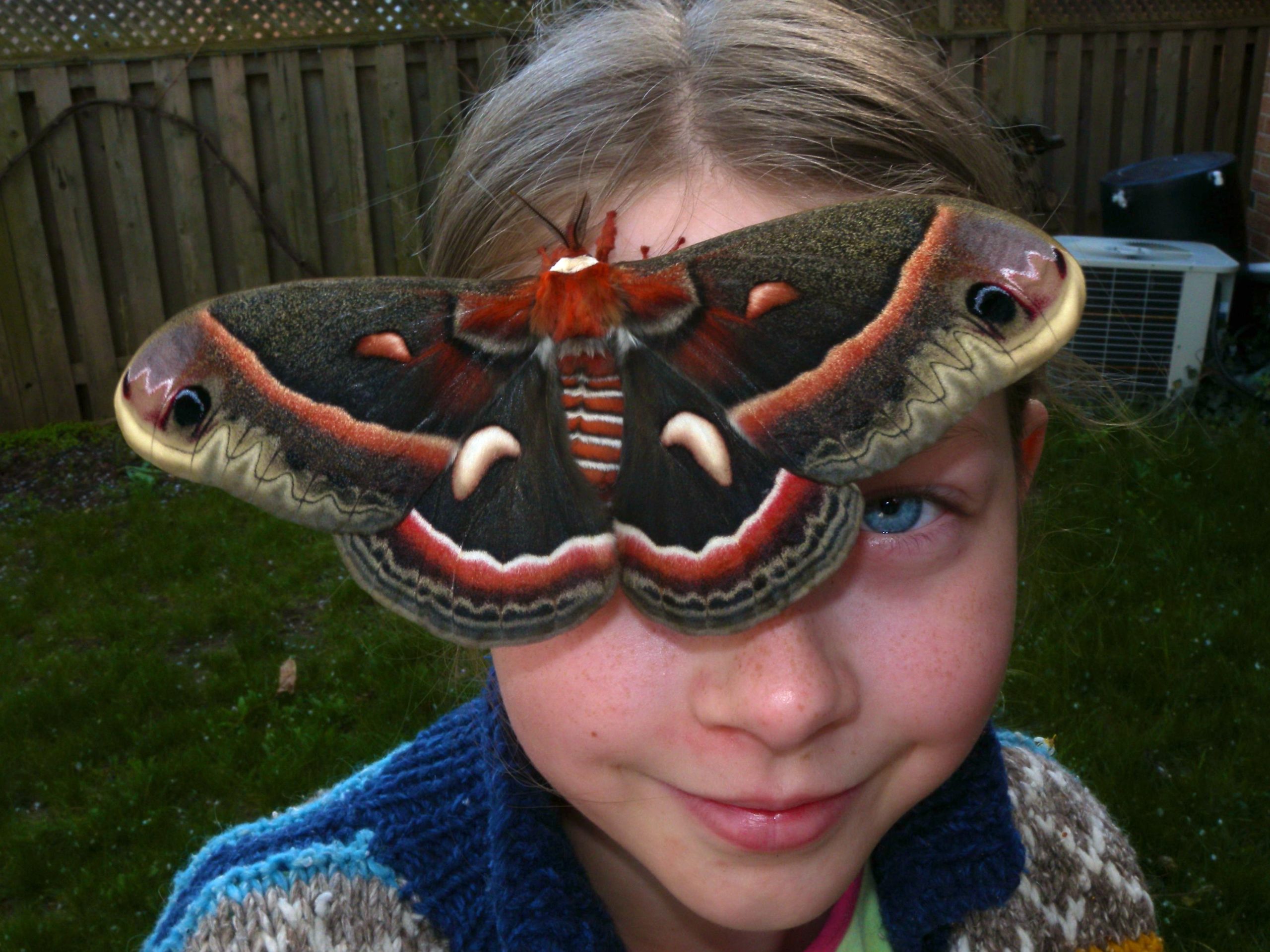 A monster of a moth - Hinterland Who's Who