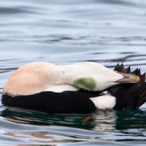 Common Eider - Hinterland Who's Who