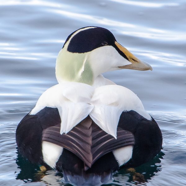Common Eider - Hinterland Who's Who