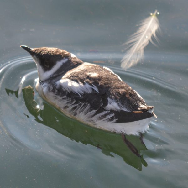Marbled Murrelet - Hinterland Who's Who