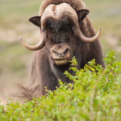 Muskox - Hinterland Who's Who