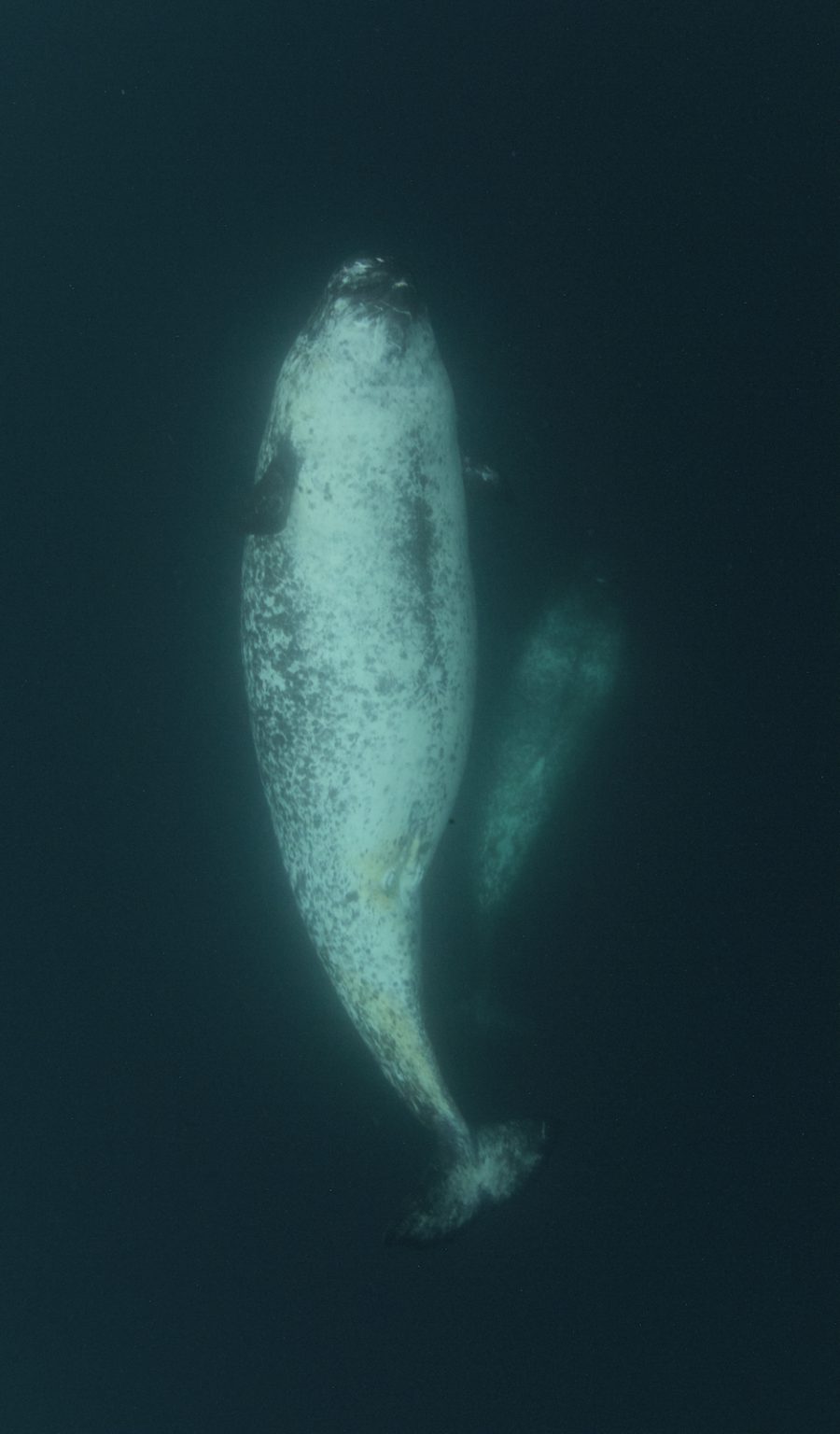 Le narval - Hinterland Who's Who