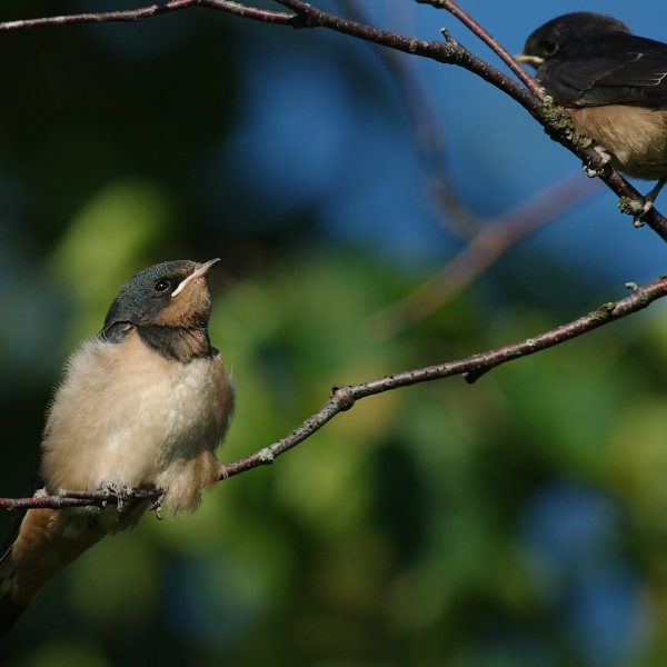Barn Swallow - Hinterland Who's Who
