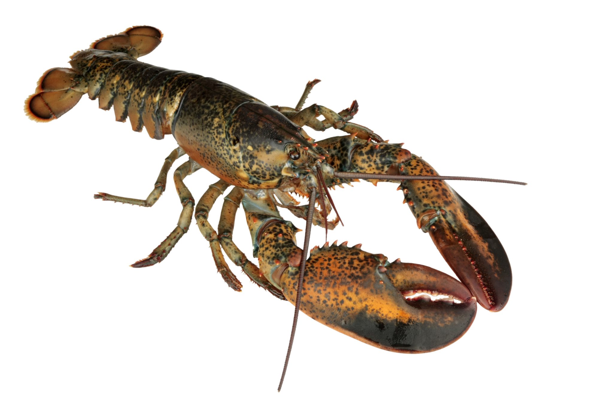 Le homard d'Amérique - Faune et Flore du Pays