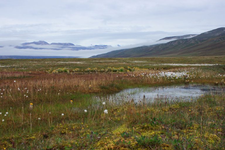 La toundra arctique du Canada - Hinterland Who's Who