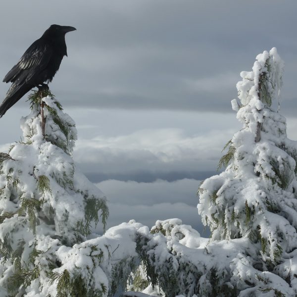 Common Raven - Hinterland Who's Who