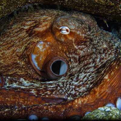 Northern Giant Pacific Octopus - Hinterland Who's Who